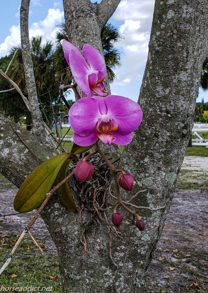 wf3-2-of-6 – HorseAddict