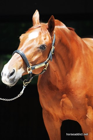 Quote to inspire for Friday. – HorseAddict