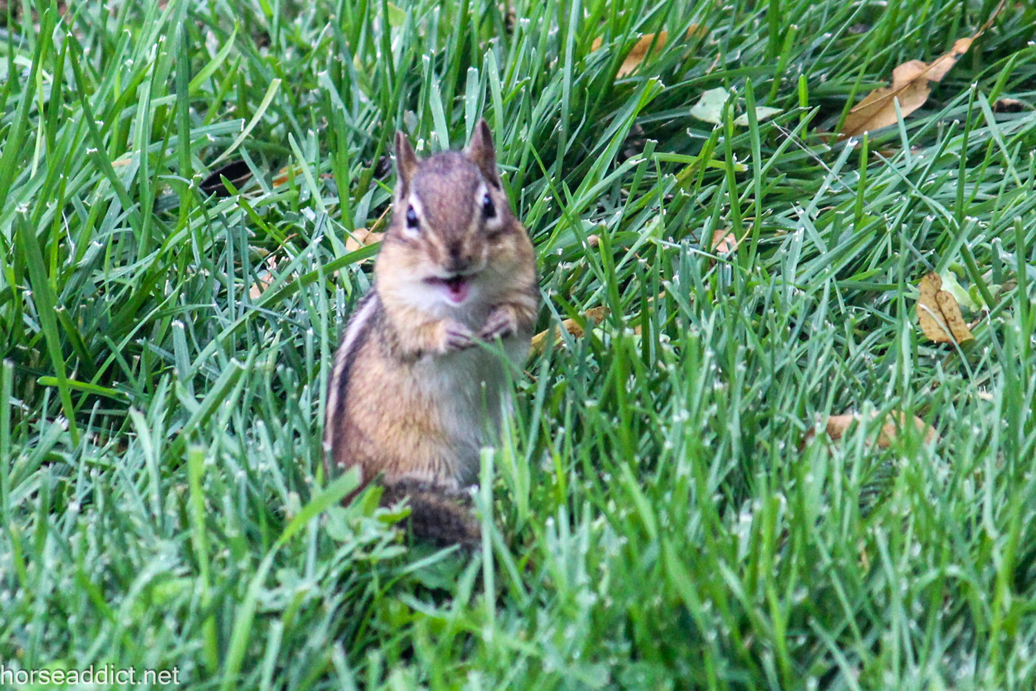 Monday Portrait: Chipmunk – HorseAddict